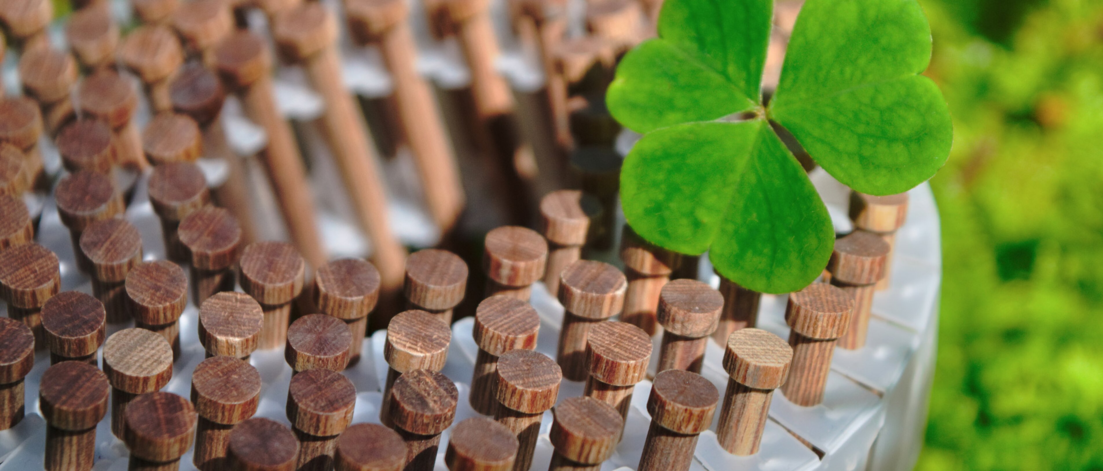 LIGNOLOC® | Beck Fastening