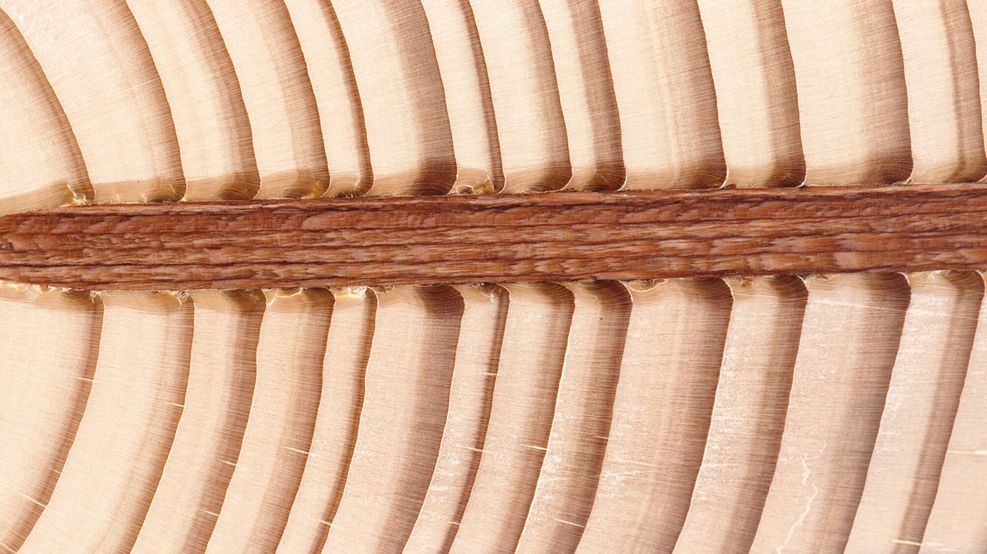 LIGNOLOC® | Beck Fastening